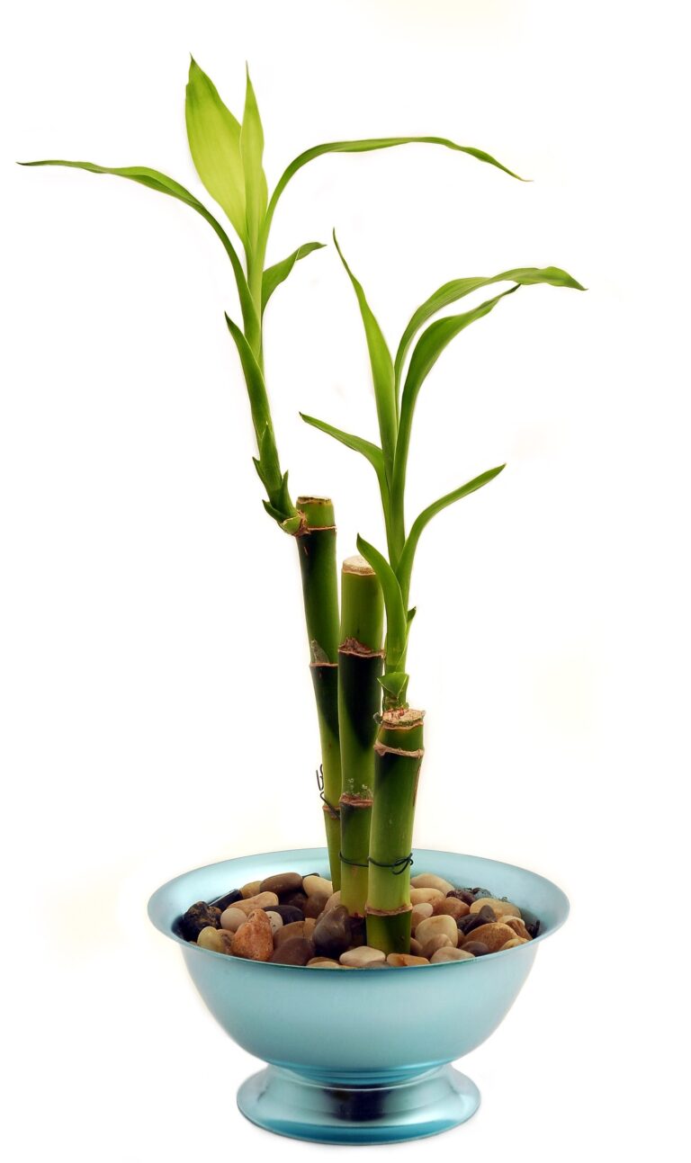 Το Lucky Bamboo και η φιλοσοφία του Feng Shui .. - Garden For All