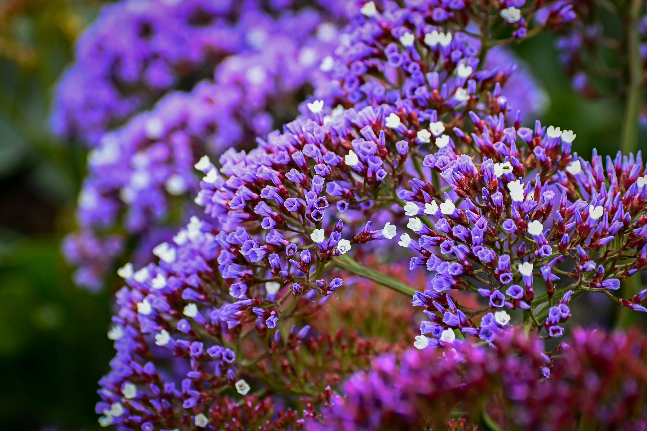 Λιμόνιο ή αλλιώς η θαλάσσια λεβάντα - Garden For All