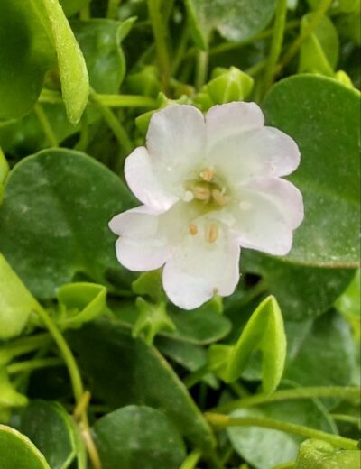 Falkia Repens, ένα όμορφο φυτό εδαφοκάλυψης - Garden For All